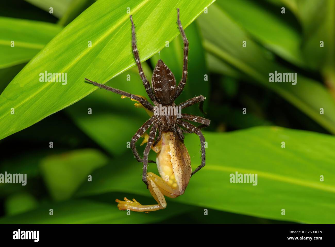 A fishing spider (Nilus sp), also known as a fish-eating spider, eating ...