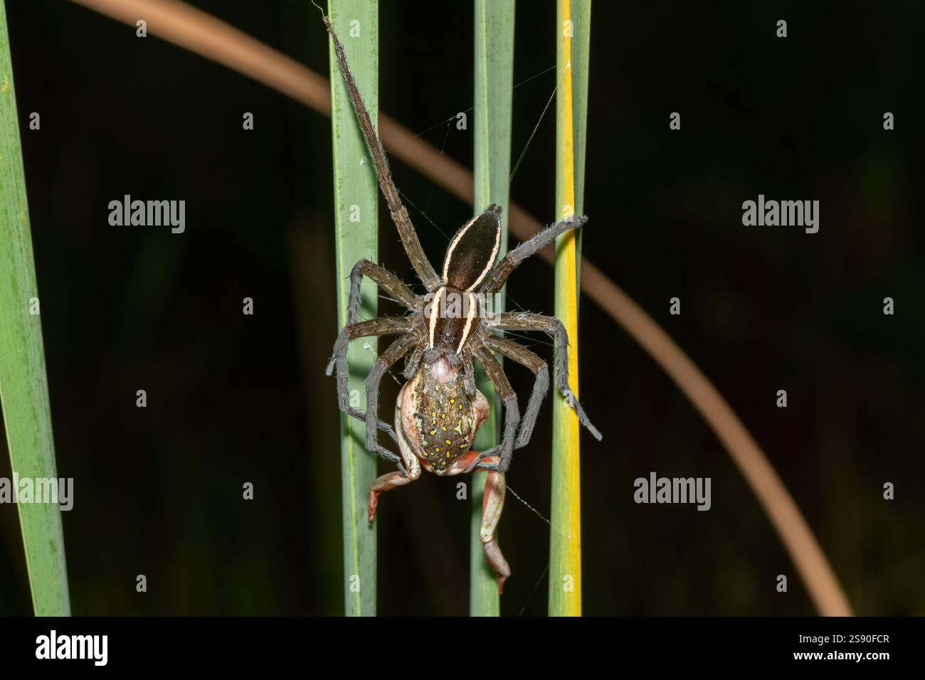 Massaja Nilus Fish-Eating Spider (Nilus massajae), eating a painted ...