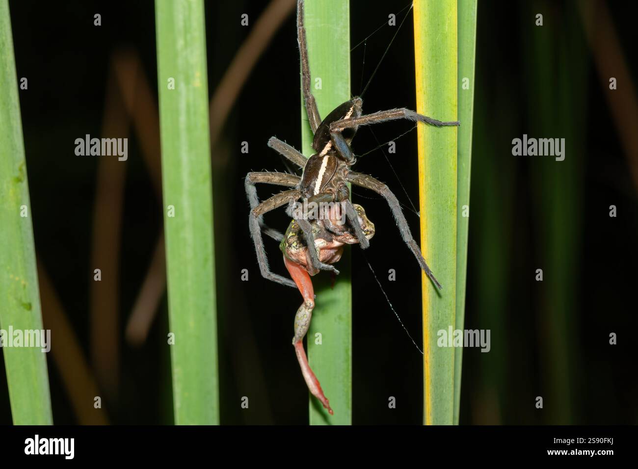 Massaja Nilus Fish-Eating Spider (Nilus massajae), eating a painted ...