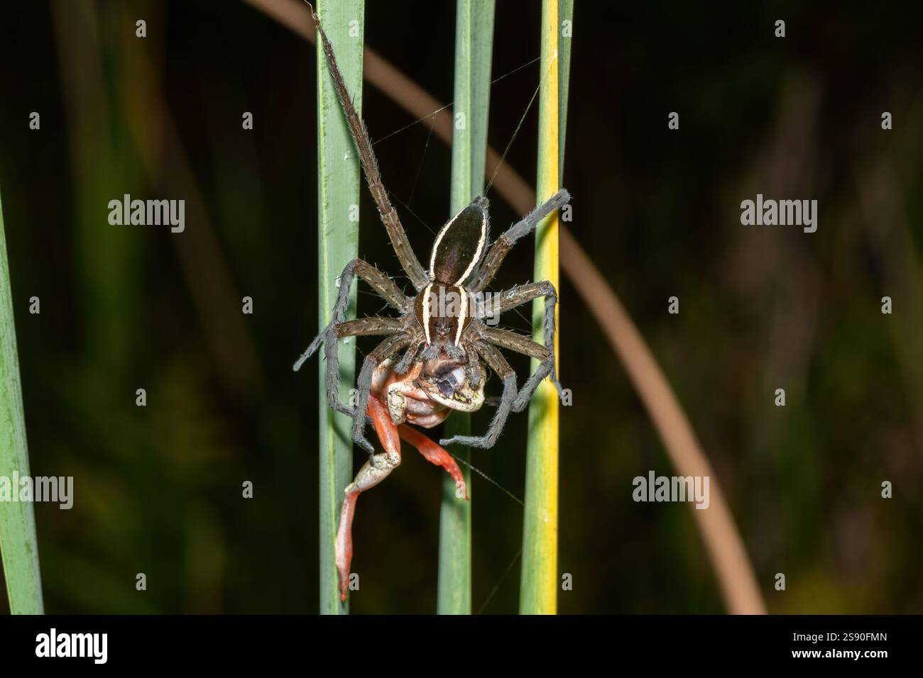 Massaja Nilus Fish-Eating Spider (Nilus massajae), eating a painted ...