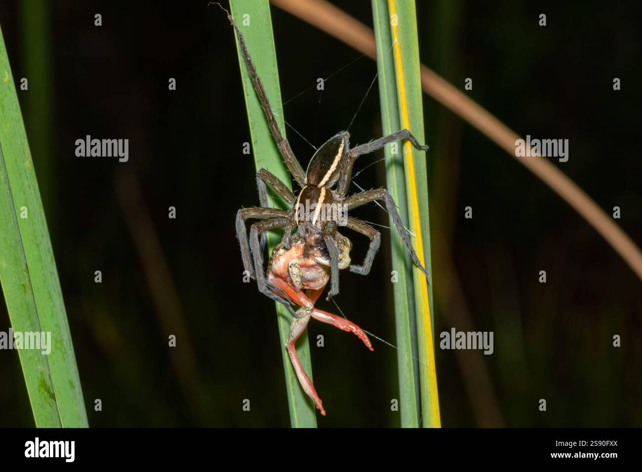 Massaja Nilus Fish-Eating Spider (Nilus massajae), eating a painted ...