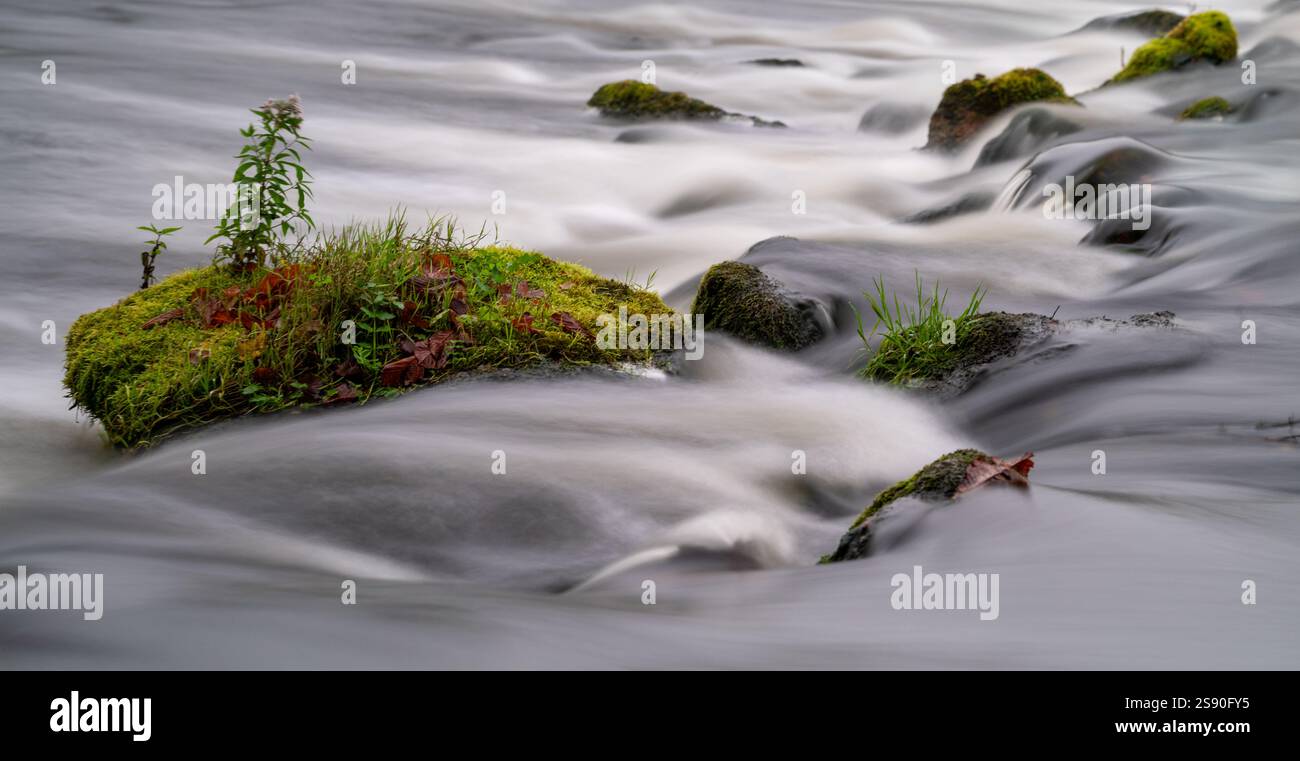 Rocks on the River Shannon, with summer growth of miss and shrubs ...