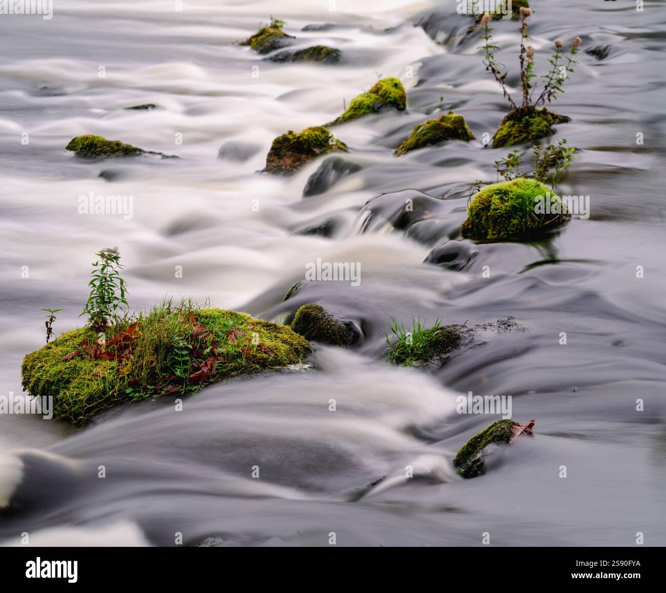 Rocks on the River Shannon, with summer growth of miss and shrubs ...