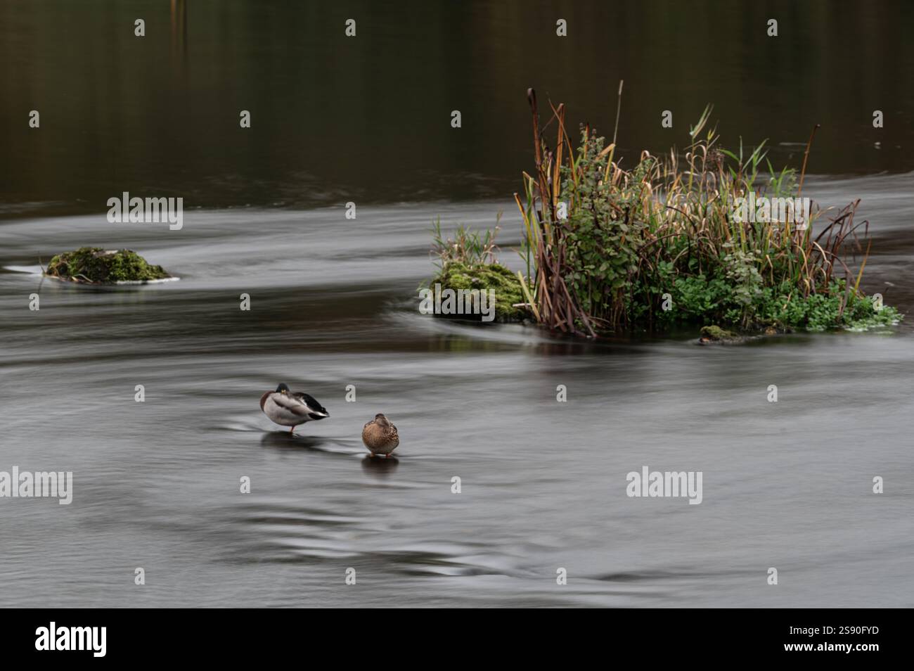 Rocks on the River Shannon, with summer growth of miss and shrubs ...