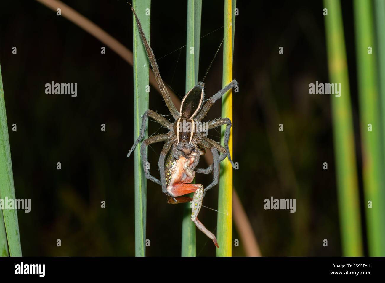 Massaja Nilus Fish-Eating Spider (Nilus massajae), eating a painted ...