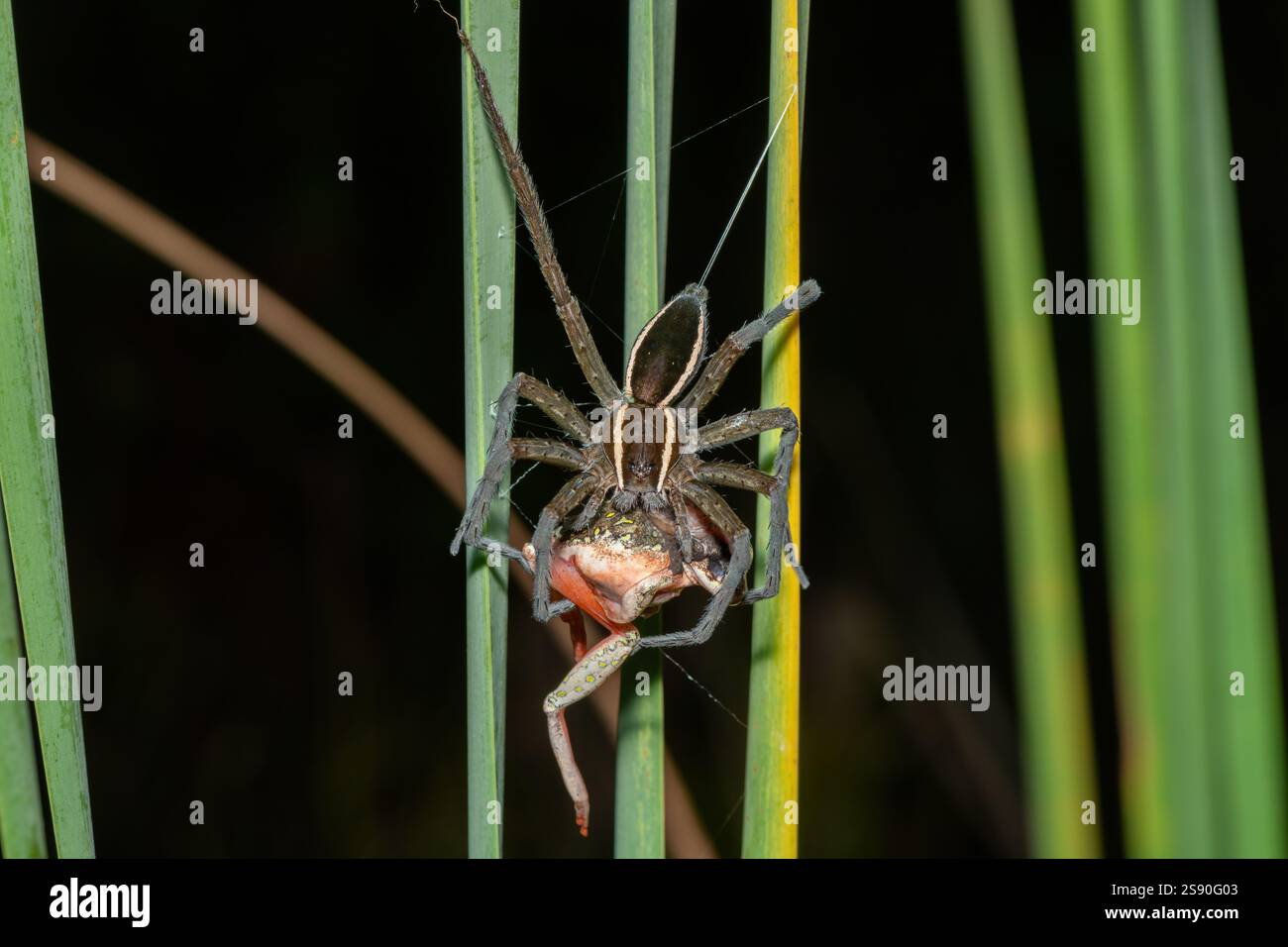 Massaja Nilus Fish-Eating Spider (Nilus massajae), eating a painted ...