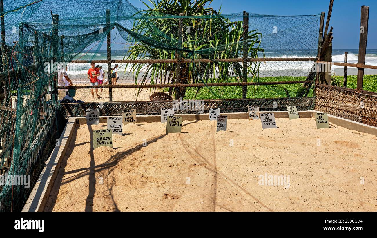 A turtle breeding station in Sri Lanka Stock Photo - Alamy