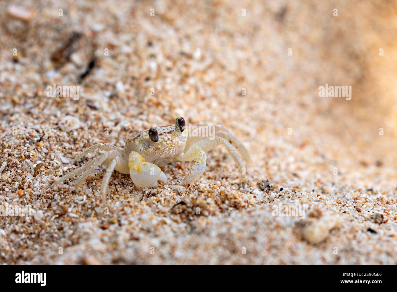A ghost crab on the beach Stock Photo - Alamy