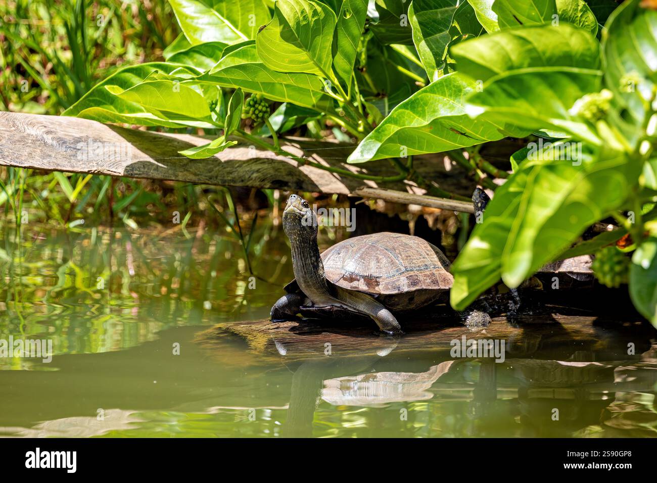 A pond turtle in the swamps Stock Photo - Alamy