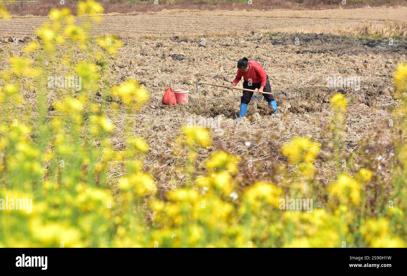 Farmers engage in winter agricultural production in the field in Hezhou ...