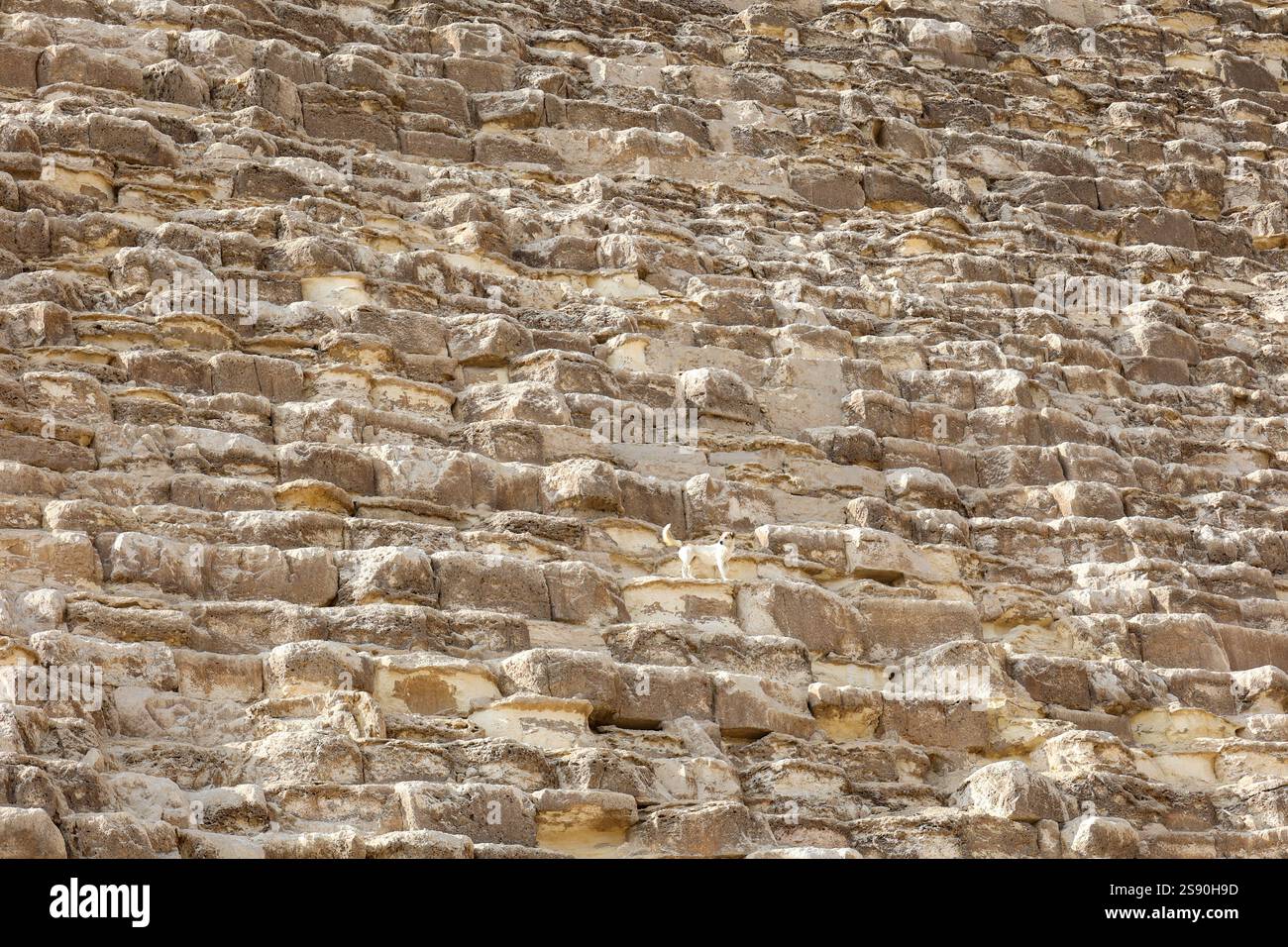 white dog standing on sand stones of cheope pyramid in giza. Egypt ...