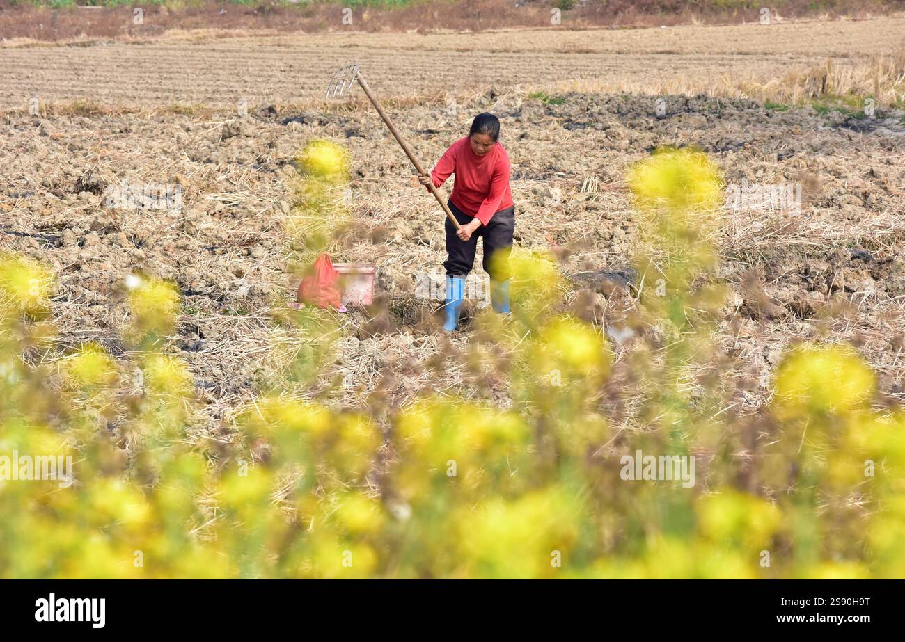 Farmers engage in winter agricultural production in the field in Hezhou ...