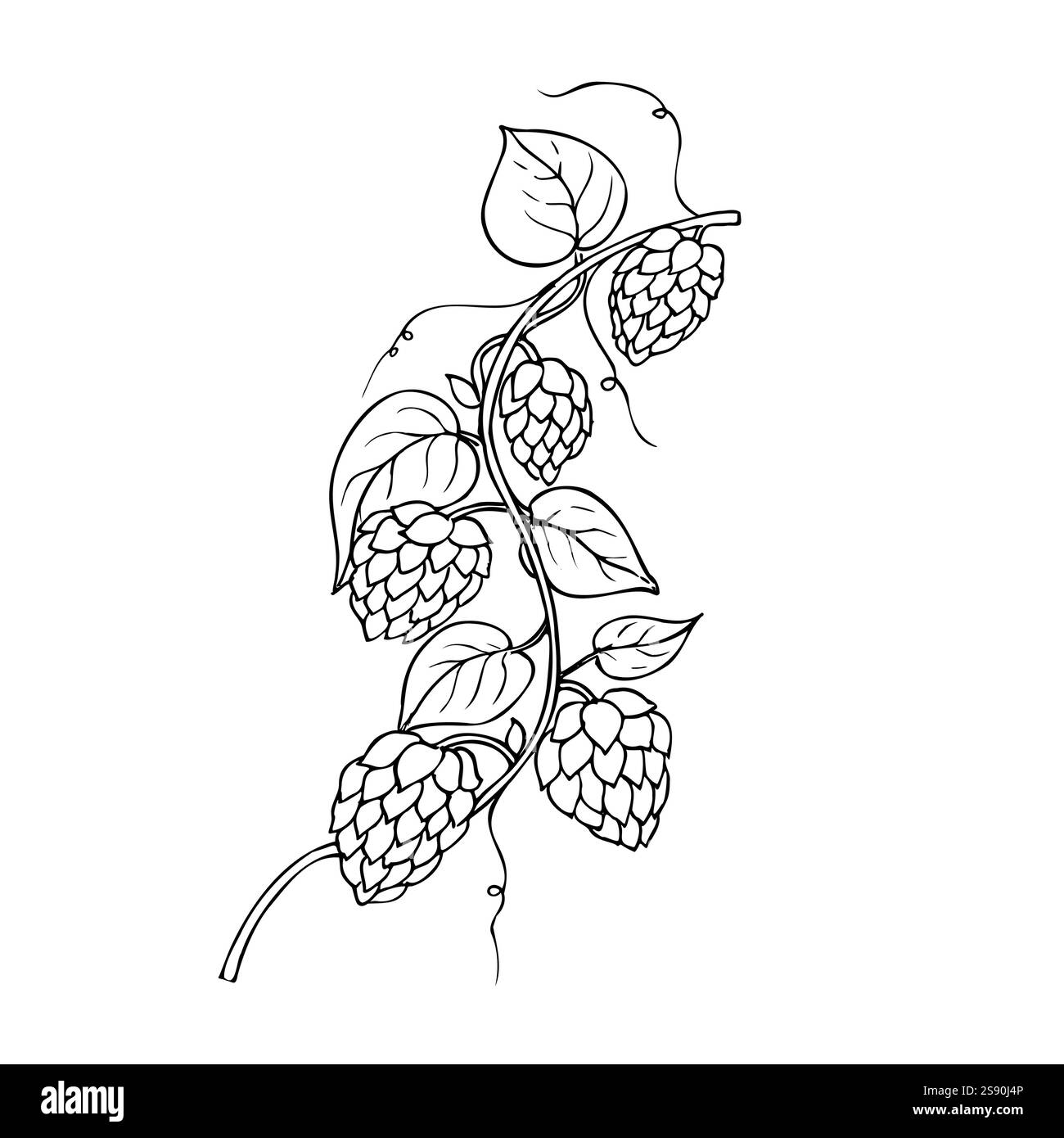 Vector common hop. Graphic ink, eco, organic Humulus lupulus branch ...