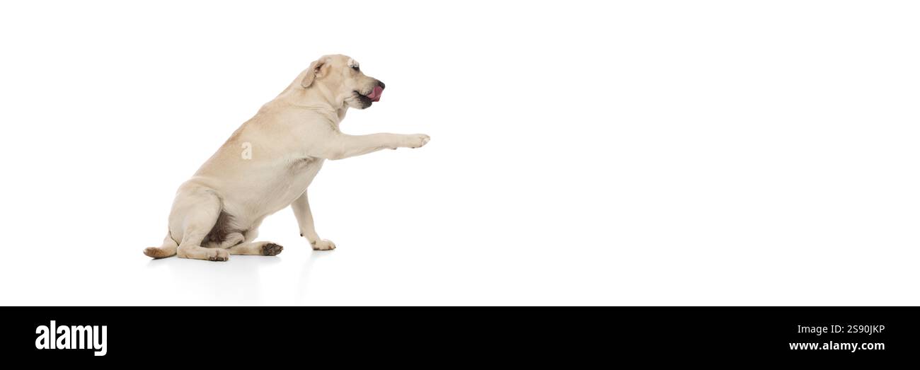 Beautiful, smart, purebred dog, Labrador Retriever sitting with its paw ...