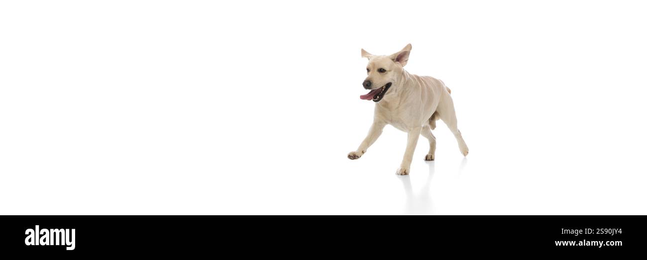 Purebred, beautiful, light-colored Labrador, Retriever dog running ...