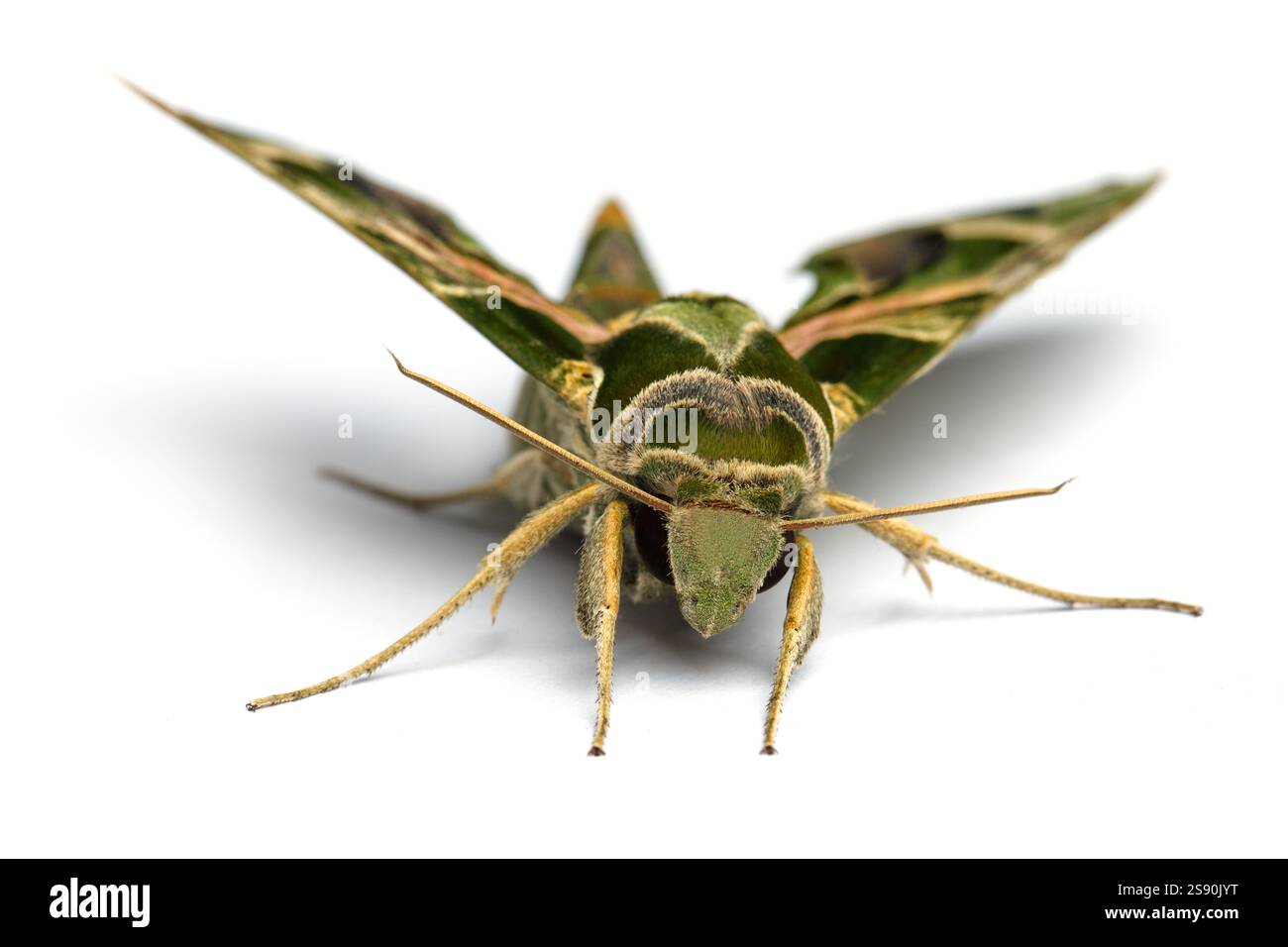 Macro photo of Oleander butterfly Daphnis nerii or Army Green Moth ...