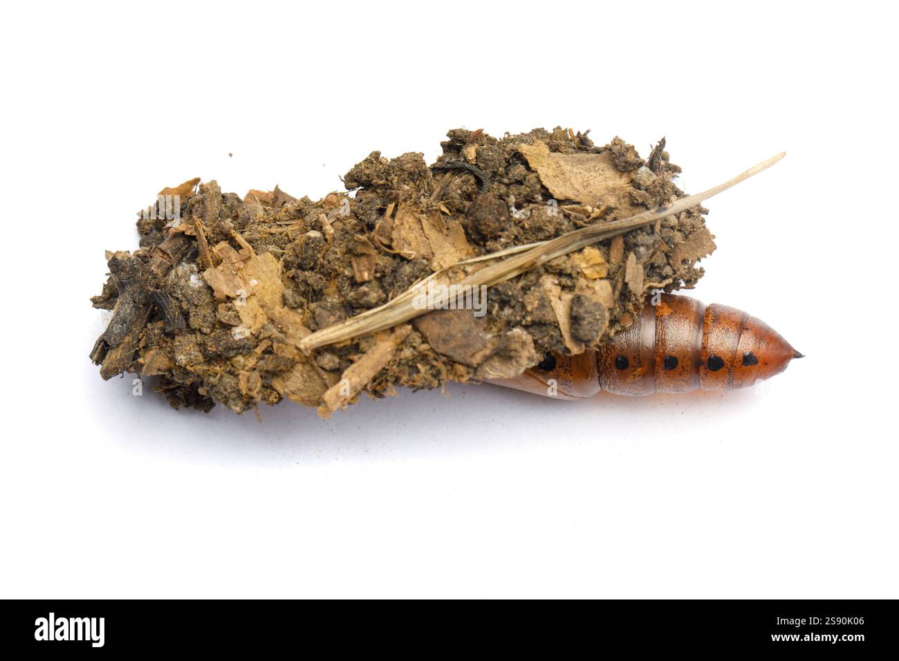 Colorful pupa cocoon and house of Oleander Hawk moth or Daphnis nerii ...