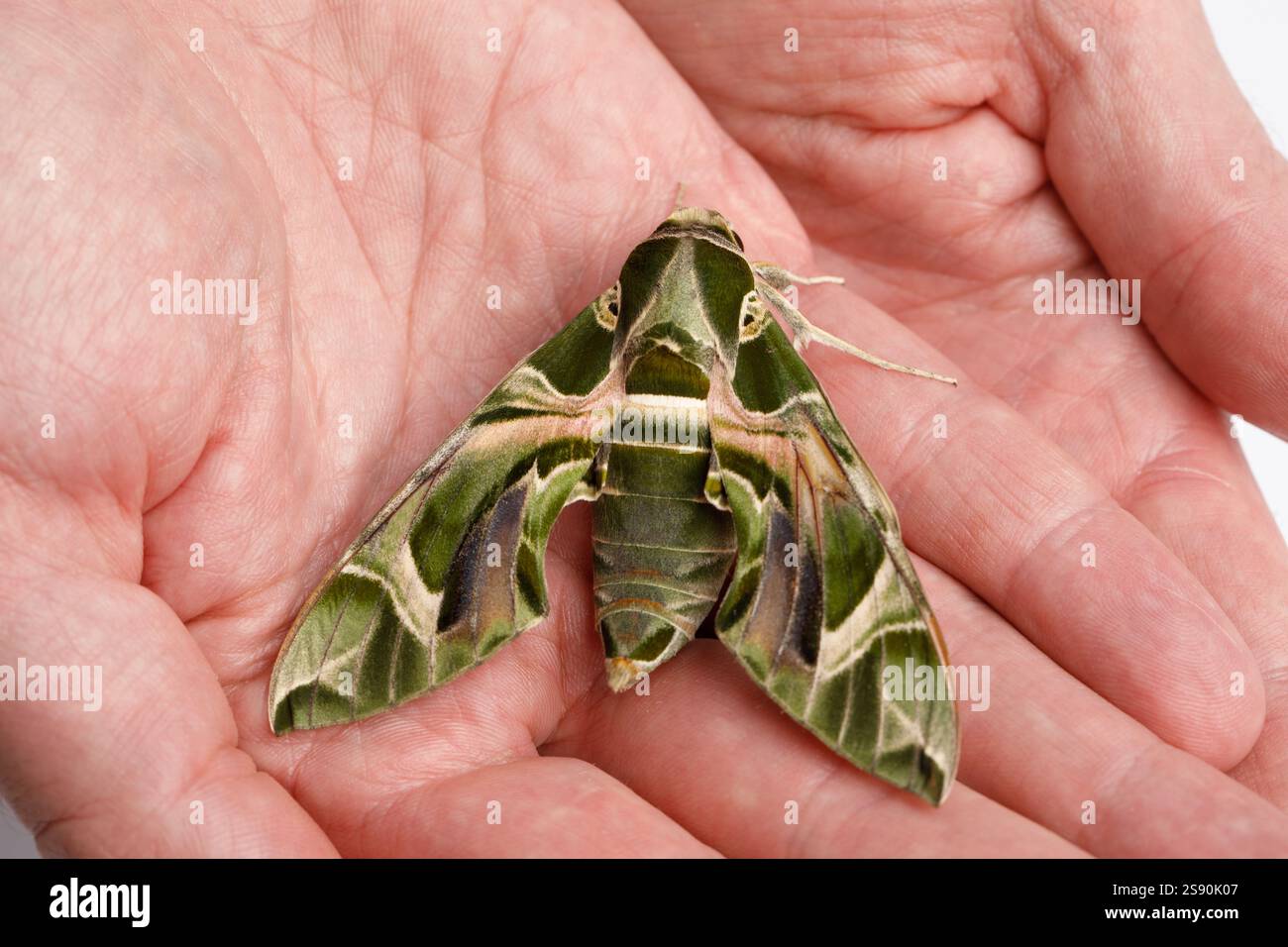 Daphnis nerii (Oleander Hawk-moth, Army Green Moth) butterfly on human ...