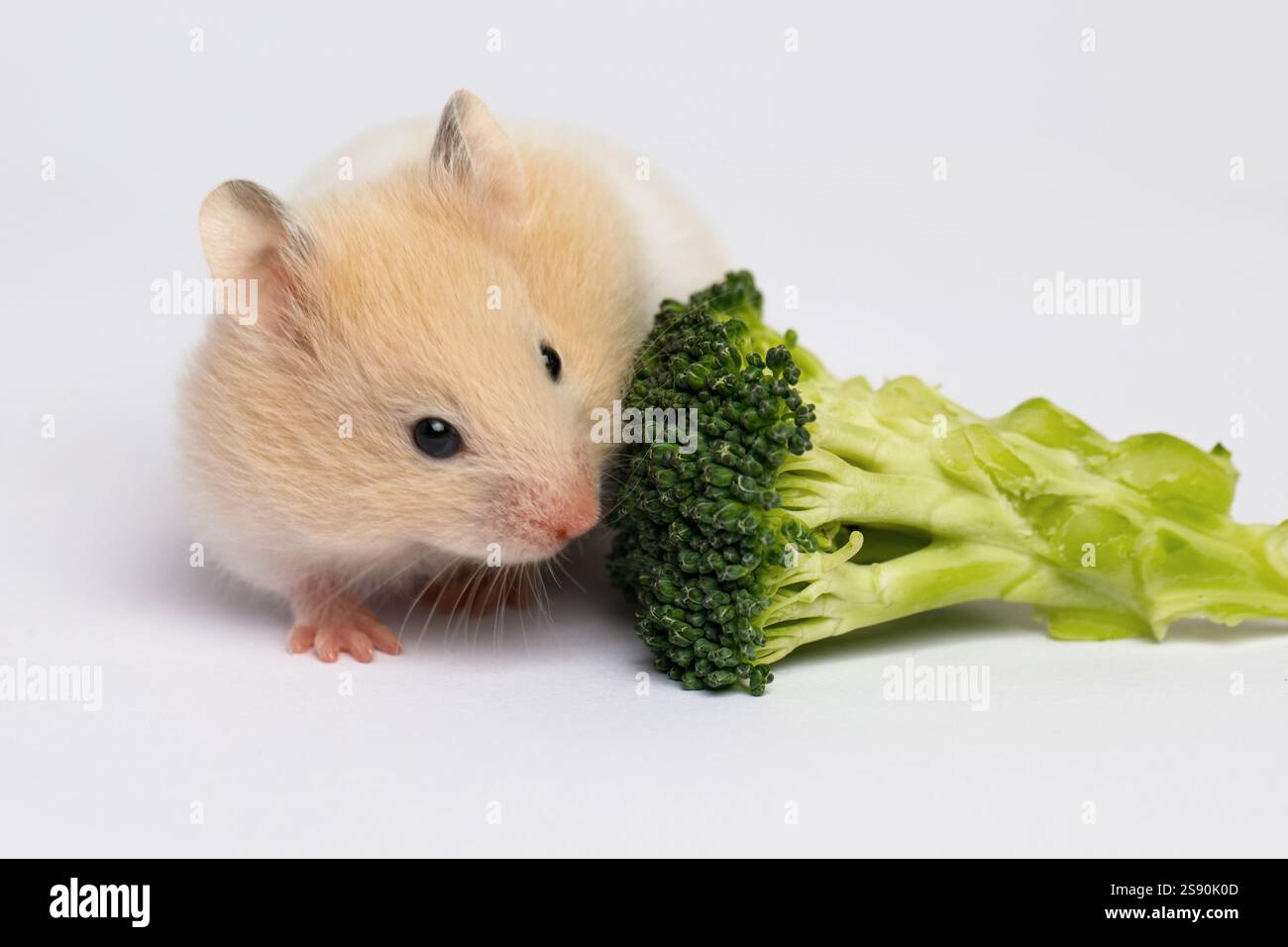 Cute hamster eating green vegetables on white background Stock Photo ...
