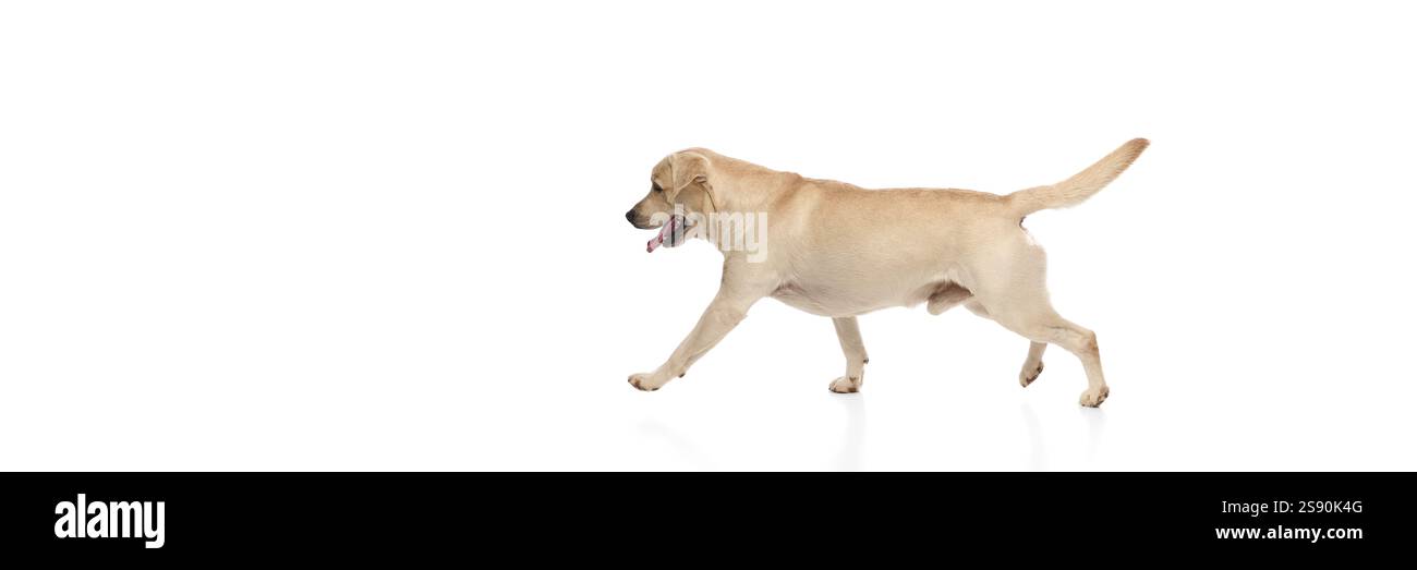 Side view of purebred Labrador dog with golden fur in motion, joyfully ...