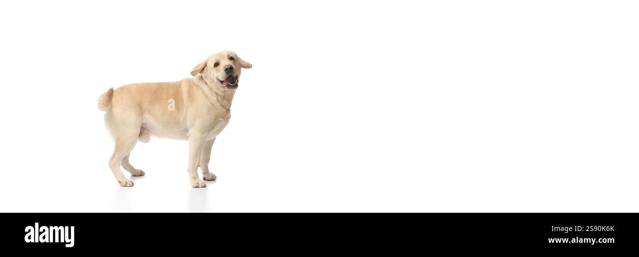 Adorable, happy, light-colored Labrador, Retriever dog standing with ...