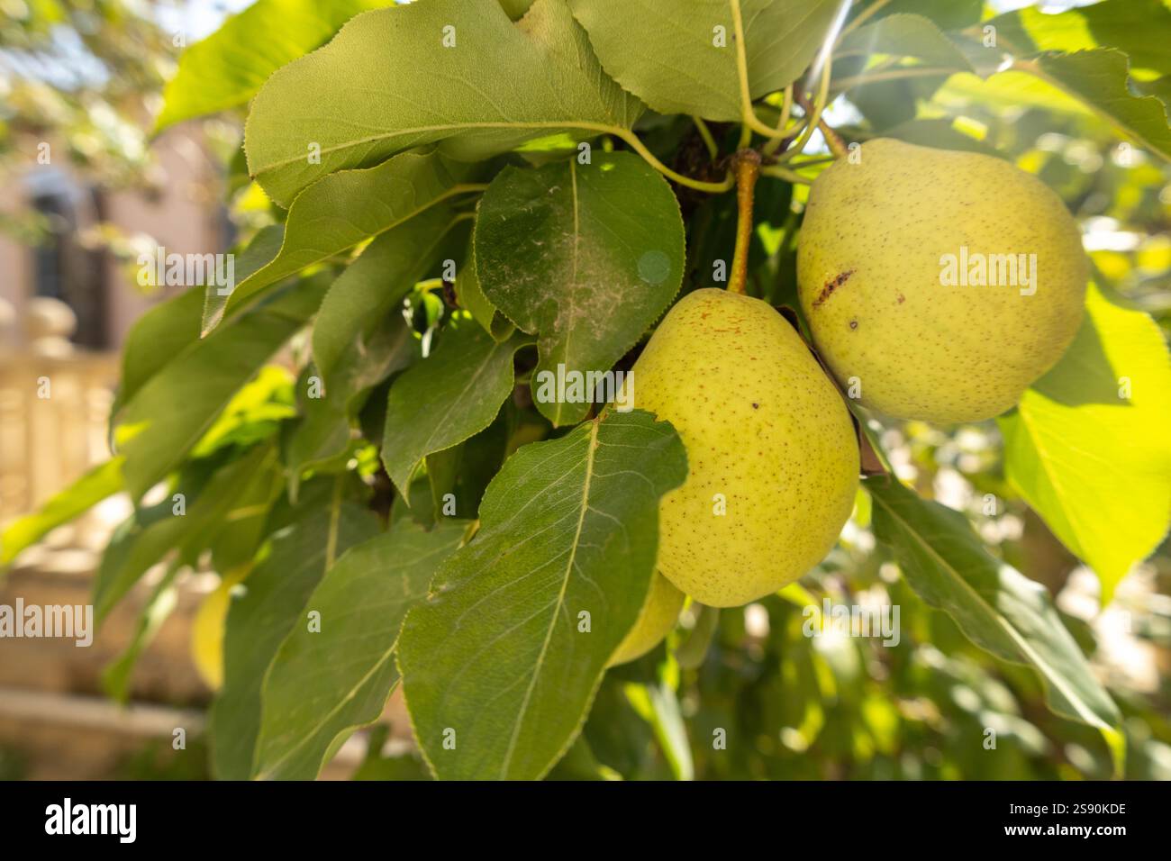 The winter pear tree and its fruits and leaves Stock Photo - Alamy