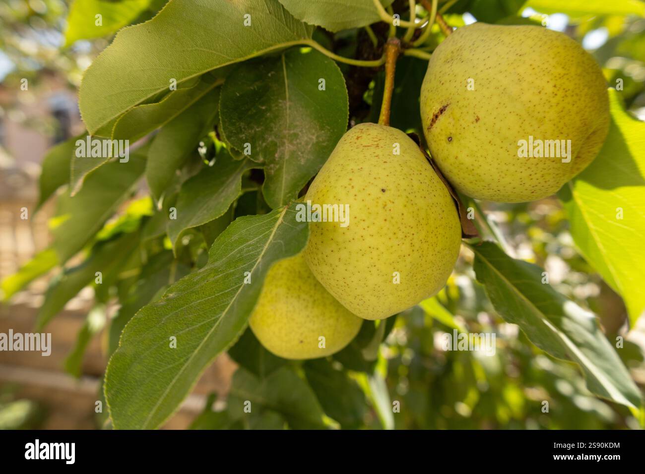 The winter pear tree and its fruits and leaves Stock Photo - Alamy