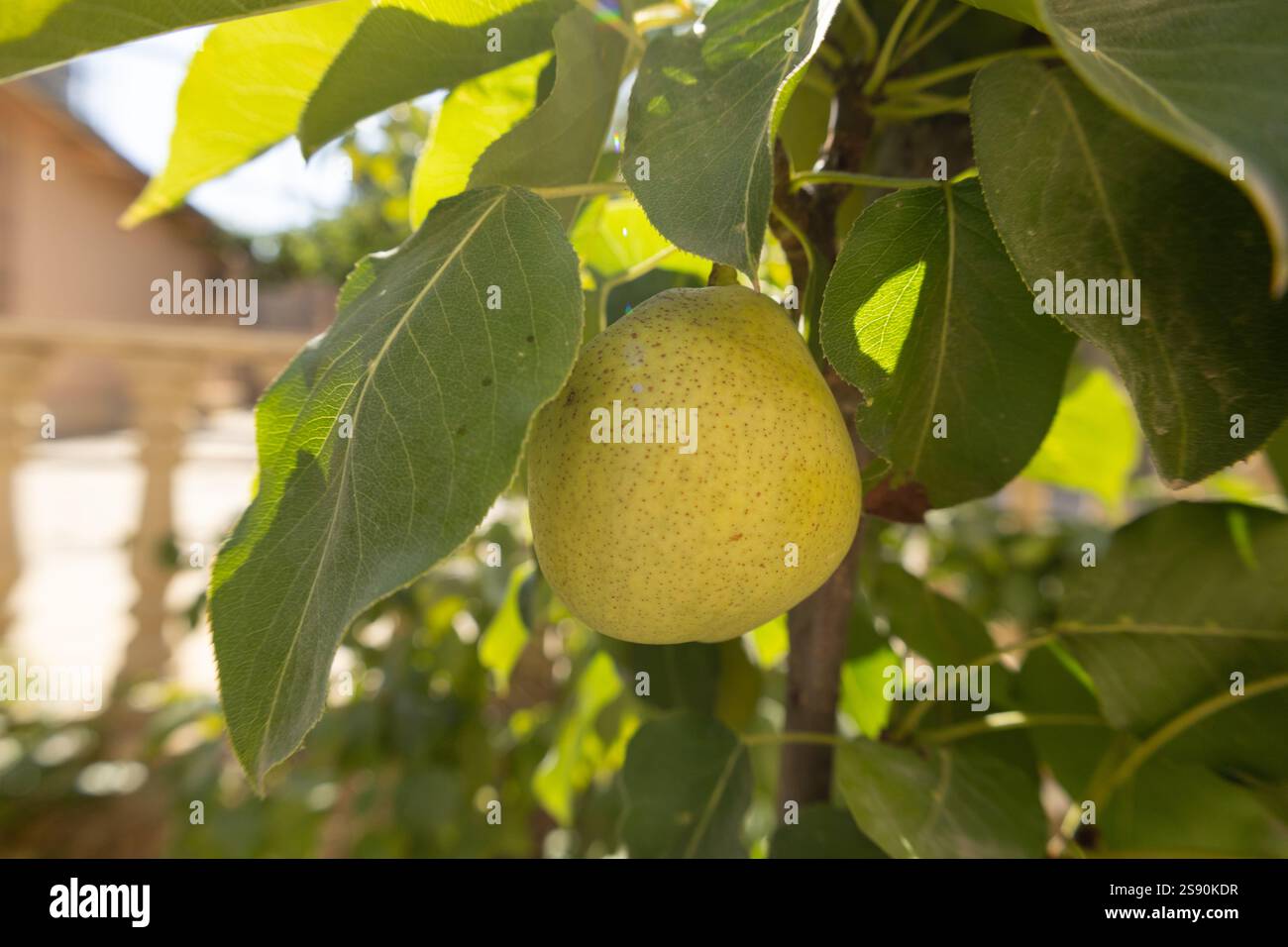 The winter pear tree and its fruits and leaves Stock Photo - Alamy