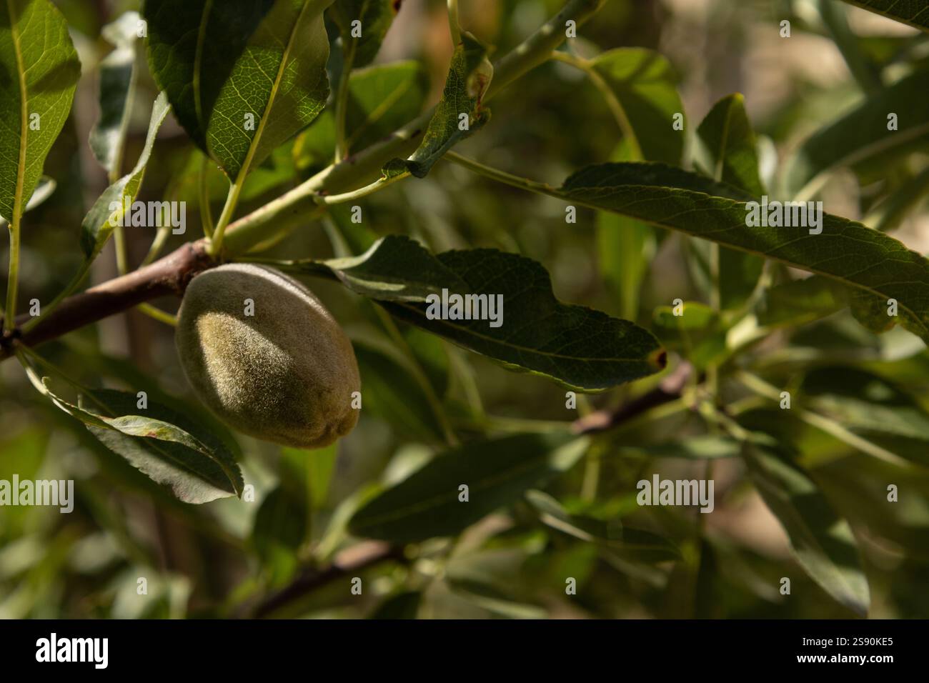 Almond tree and its fruit and leaves Stock Photo - Alamy