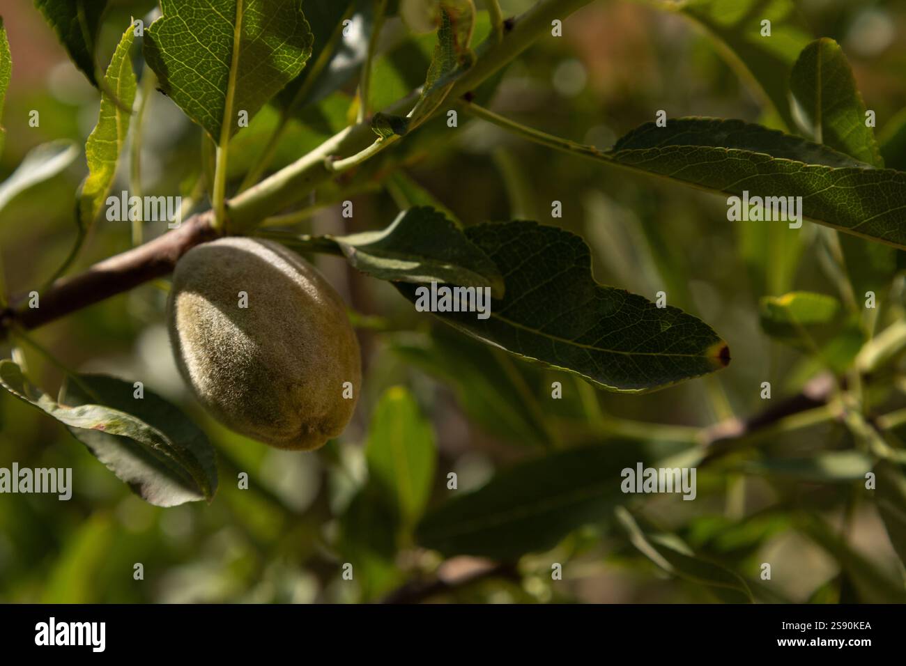Almond tree and its fruit and leaves Stock Photo - Alamy