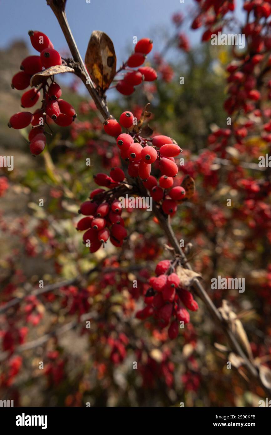 Barberry, a mountain berry that grows wild at an altitude of 2200 ...