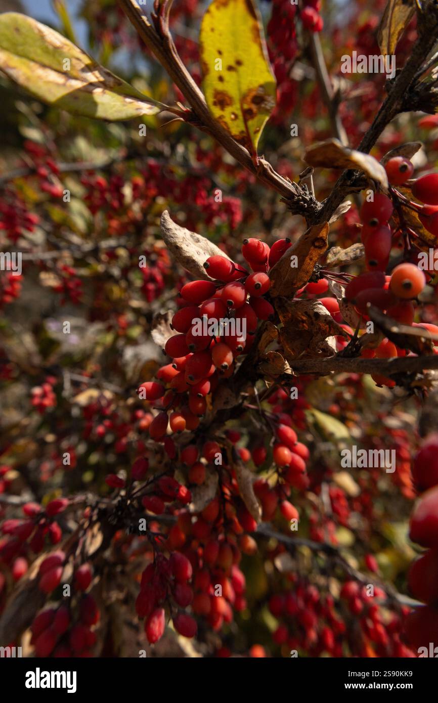 Barberry, a mountain berry that grows wild at an altitude of 2200 ...