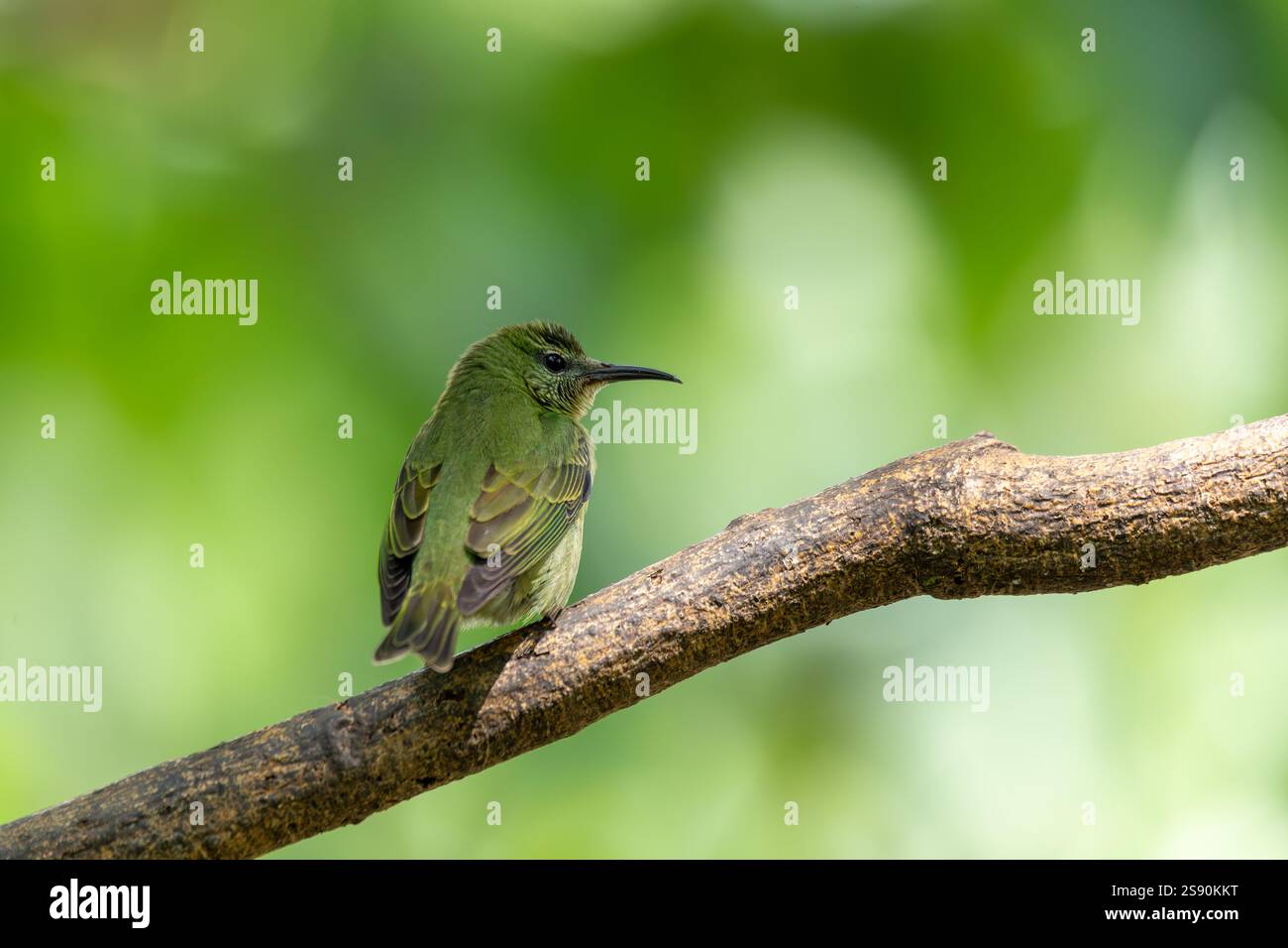 Female of Red-legged honeycreeper (Cyanerpes cyaneus), small songbird ...