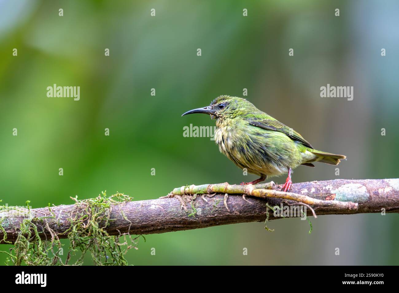 Female of Red-legged honeycreeper (Cyanerpes cyaneus), small songbird ...