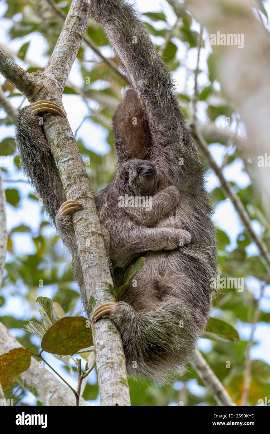Female of pale-throated sloth (Bradypus tridactylus) with baby hanged ...