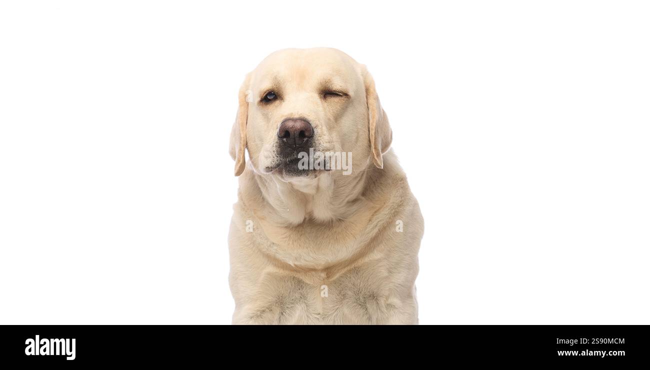 Funny purebred Labrador, Retriever dog witting with playful expression ...