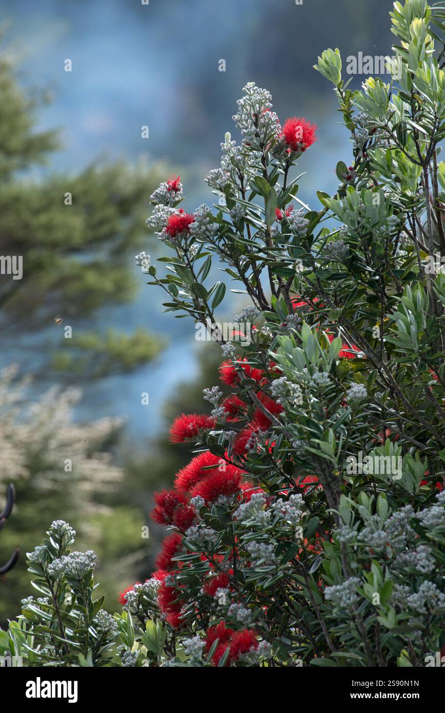 A Pohutukawa tree (Metrosideros excelsa) also known as the New Zealand ...