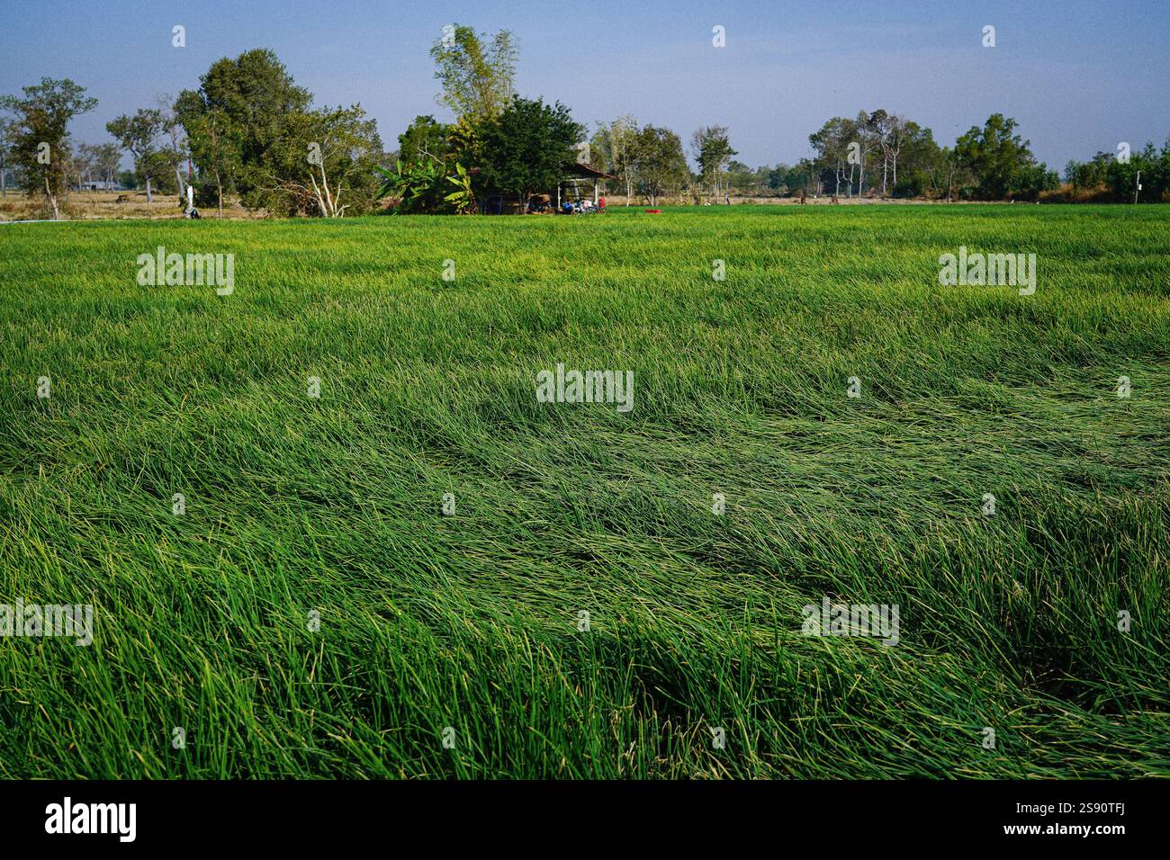 A view of the shallot field in the morning Stock Photo - Alamy