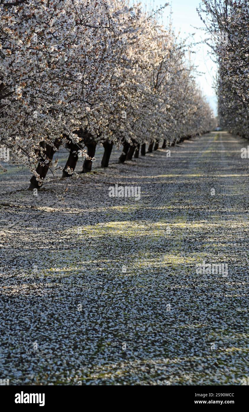 Almond orchard alley vertical, California Stock Photo - Alamy