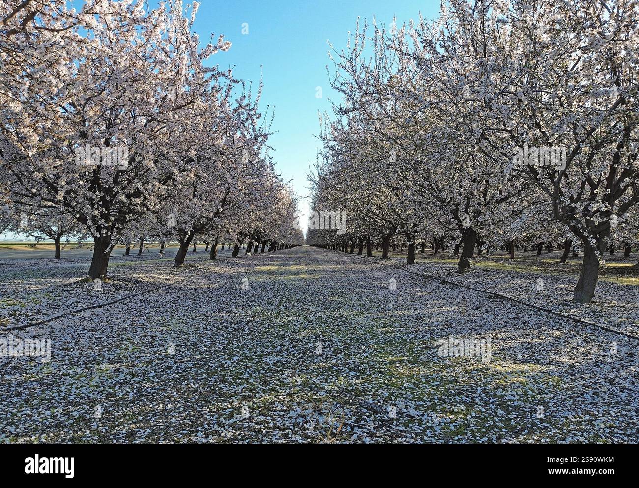 February in almond orchard, California Stock Photo - Alamy