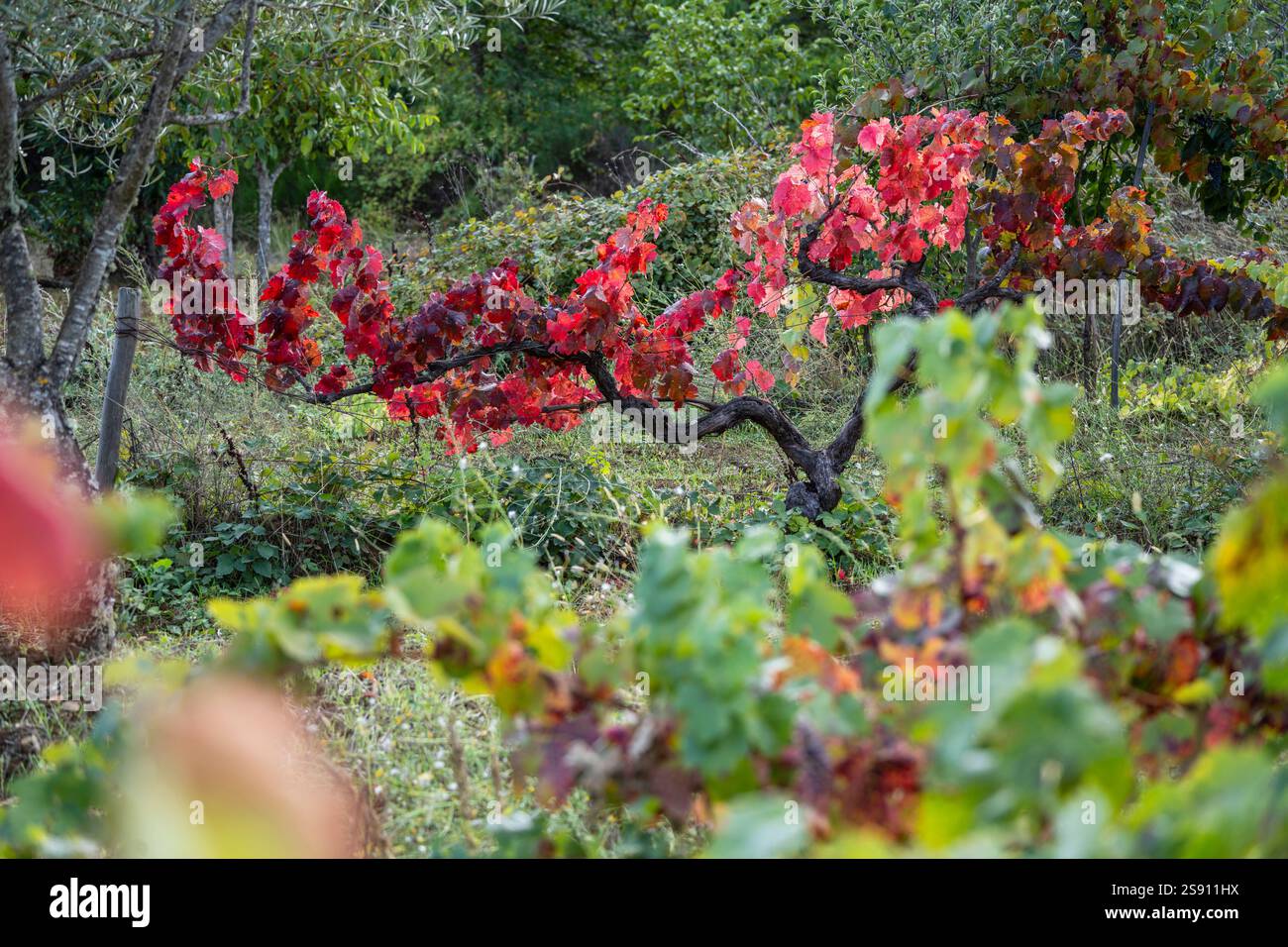 Trás-os-Montes and Alto Douro, Portugal Stock Photo - Alamy