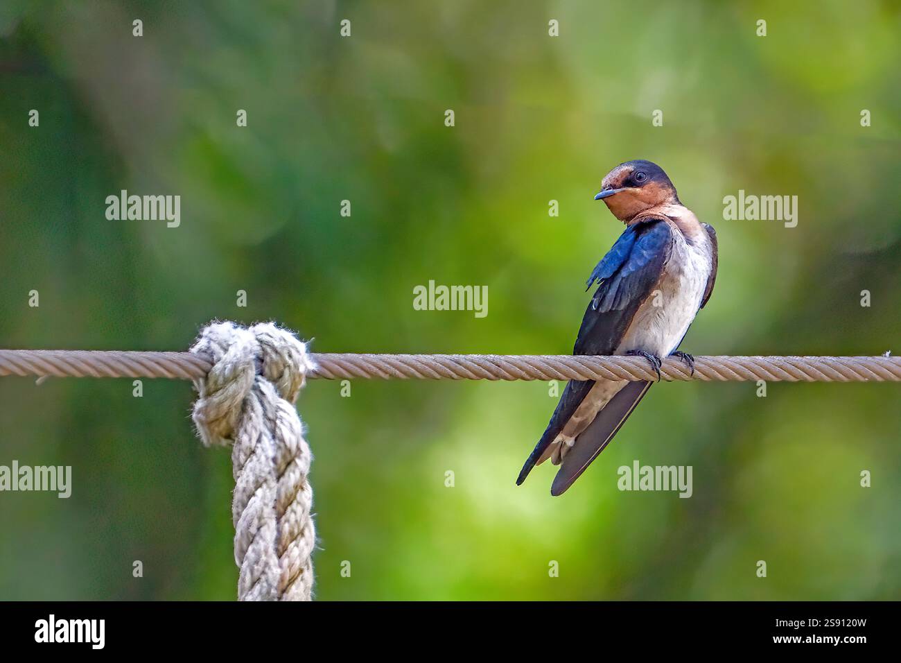 Bird fauna animals portrait hi-res stock photography and images - Alamy