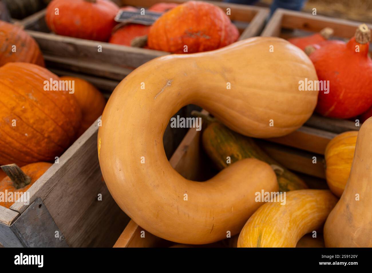 Crates filled with curved tan squash and pumpkins at a farm stand Stock ...
