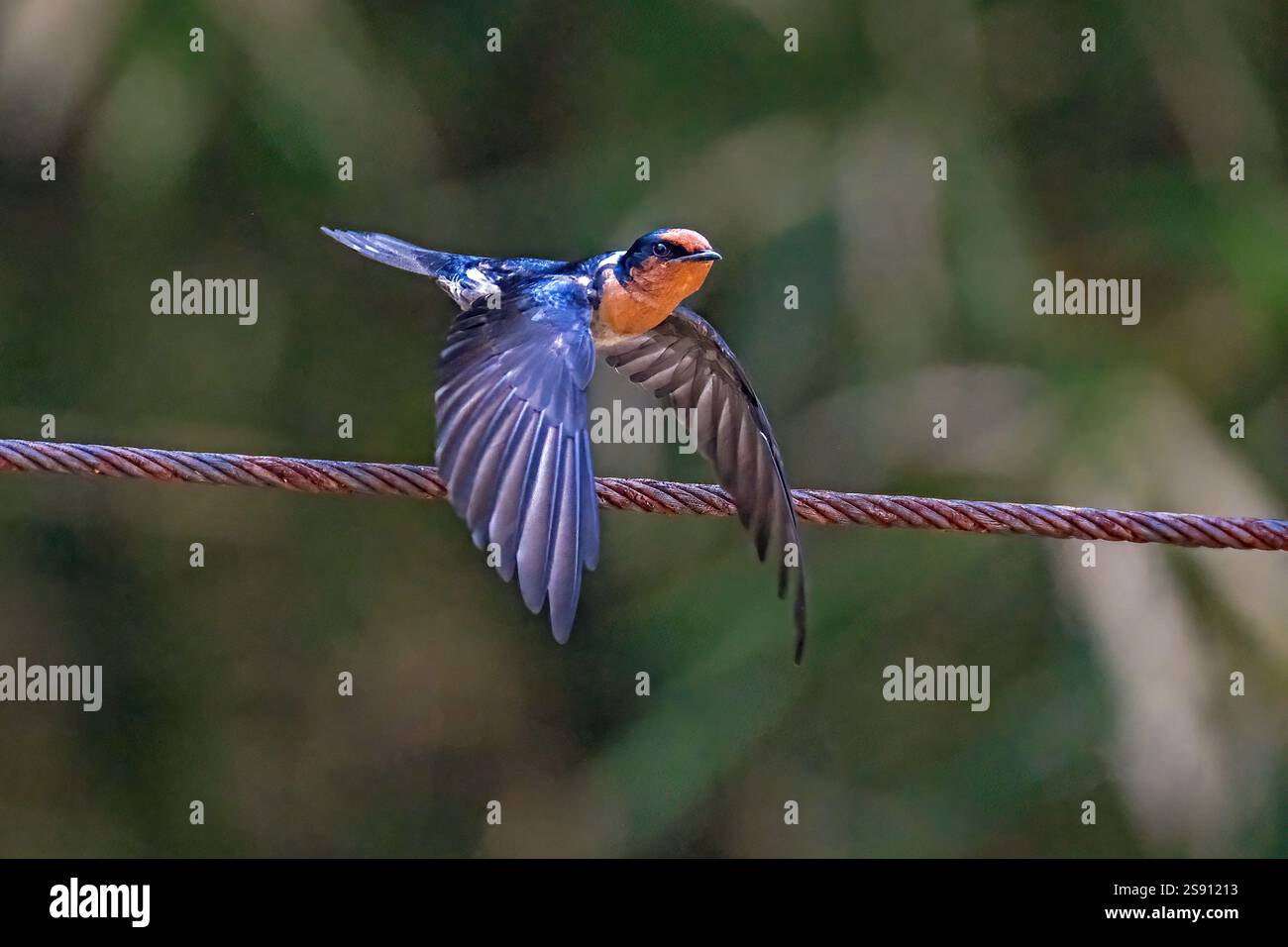 Bird fauna animals portrait hi-res stock photography and images - Alamy