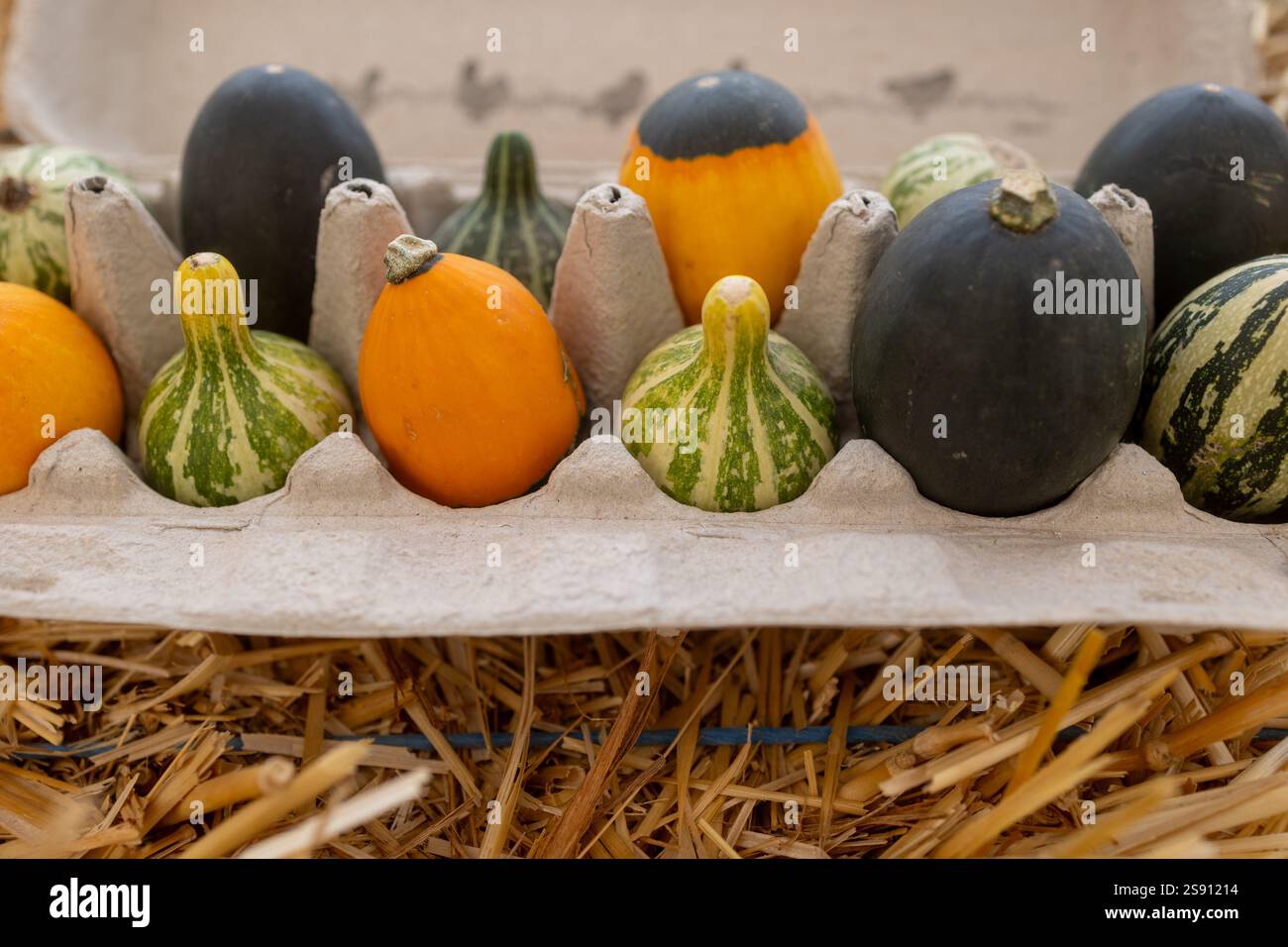 Mini gourds in various colors and patterns arranged in an egg carton ...