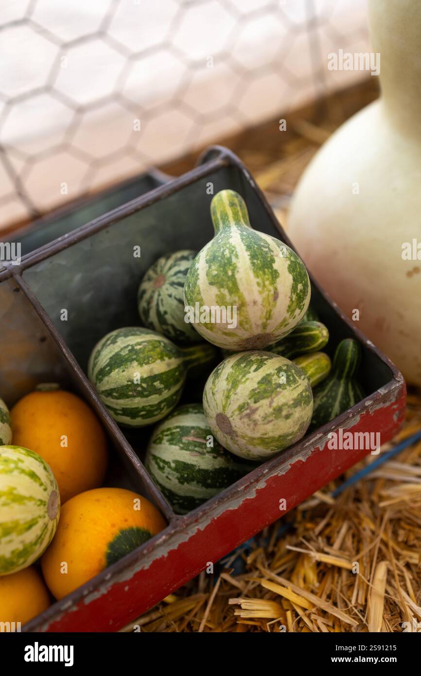 Striped green and yellow gourds displayed in a rustic red container ...