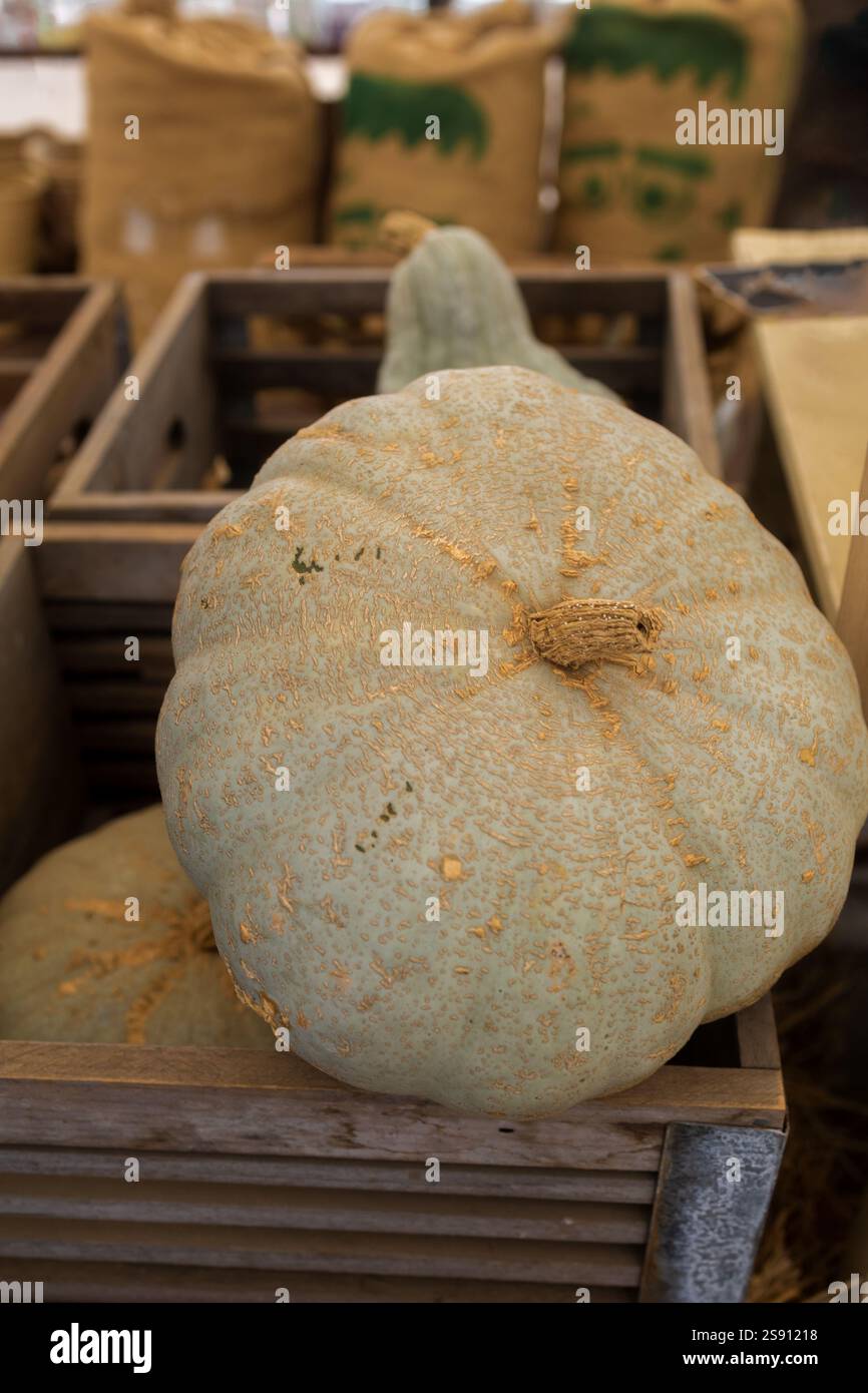 Large pale green hubbard squash displayed in wooden crate at a market ...