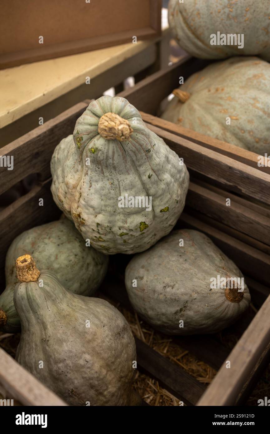 Wooden crate filled with pale green hubbard squash at a farm stand ...