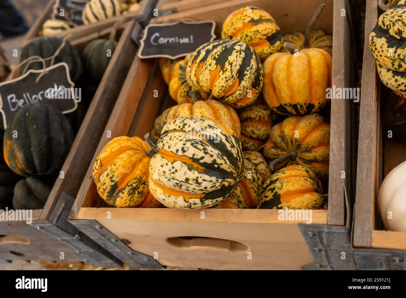 Crates filled with Carnival squash and Bellorado acorn squash Stock ...
