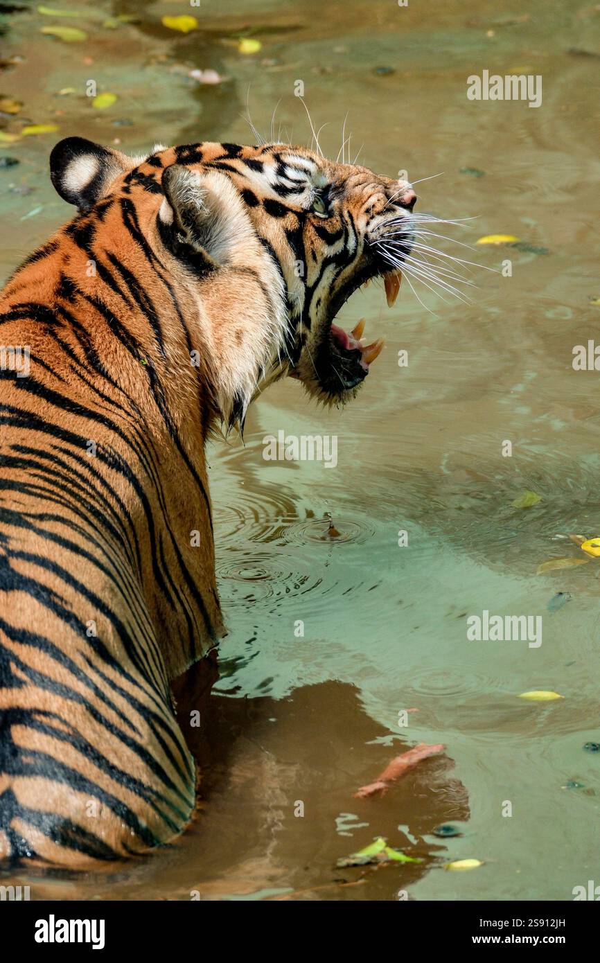 Photo of the Sumatra tiger (Panthera tigris tigris Stock Photo - Alamy